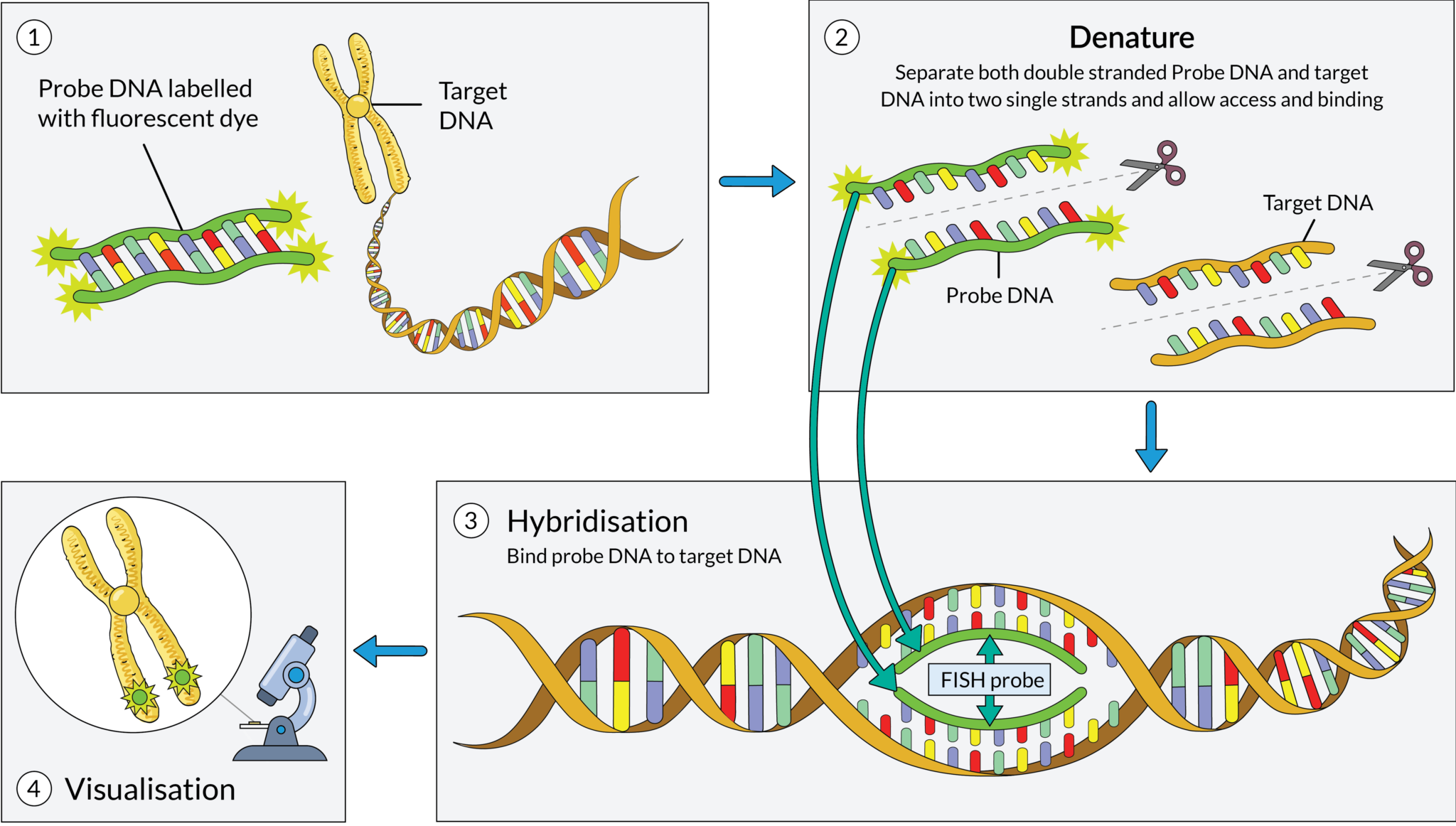 Cytogenetics and risk testing in myeloma - Myeloma Patients Europe Q&A